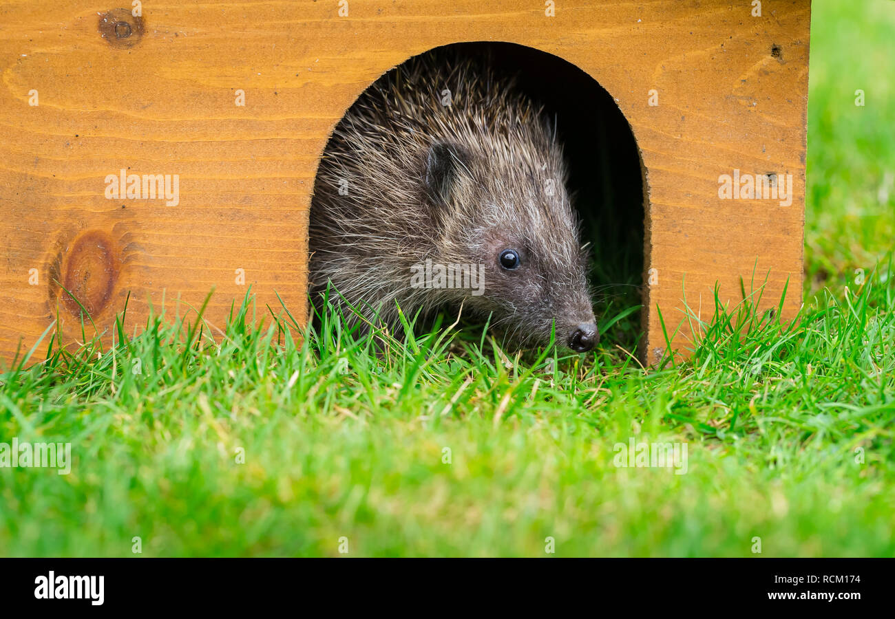 Hedgehog, (Erinaceus europaeus) native, wild,European hedgehog in ...