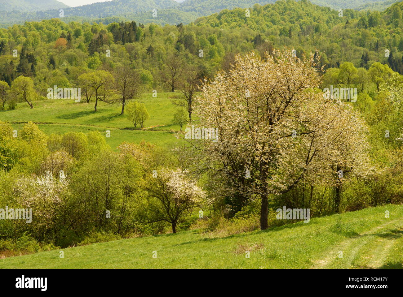 Beautiful spring background with blooming flowers. Bieszczady Mountains ...