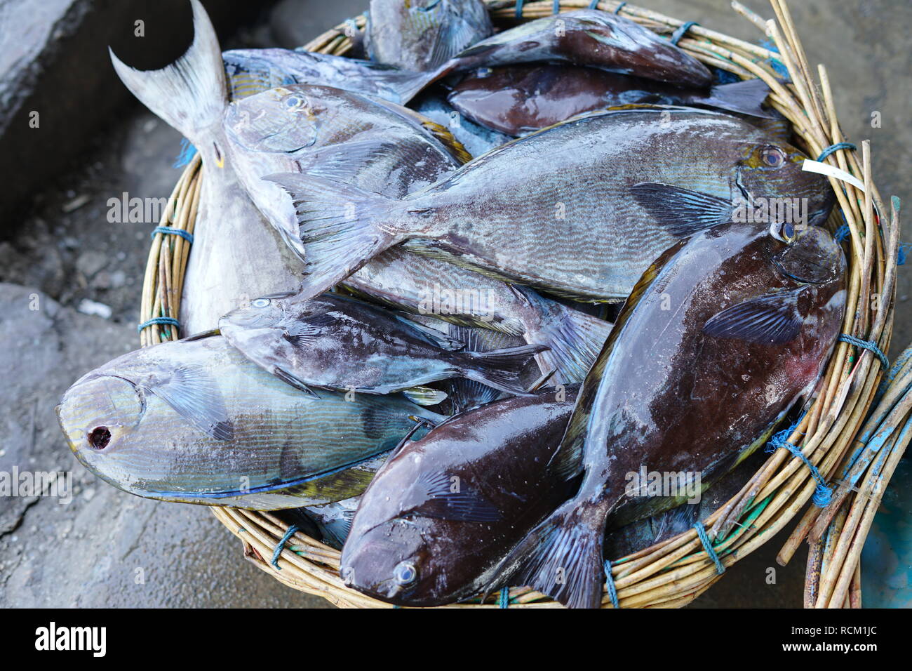 Rabbit Fish High Resolution Stock Photography and Images - Alamy