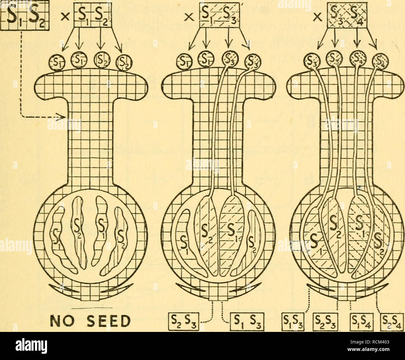 Physiological Genetics High Resolution Stock Photography and Images - Alamy
