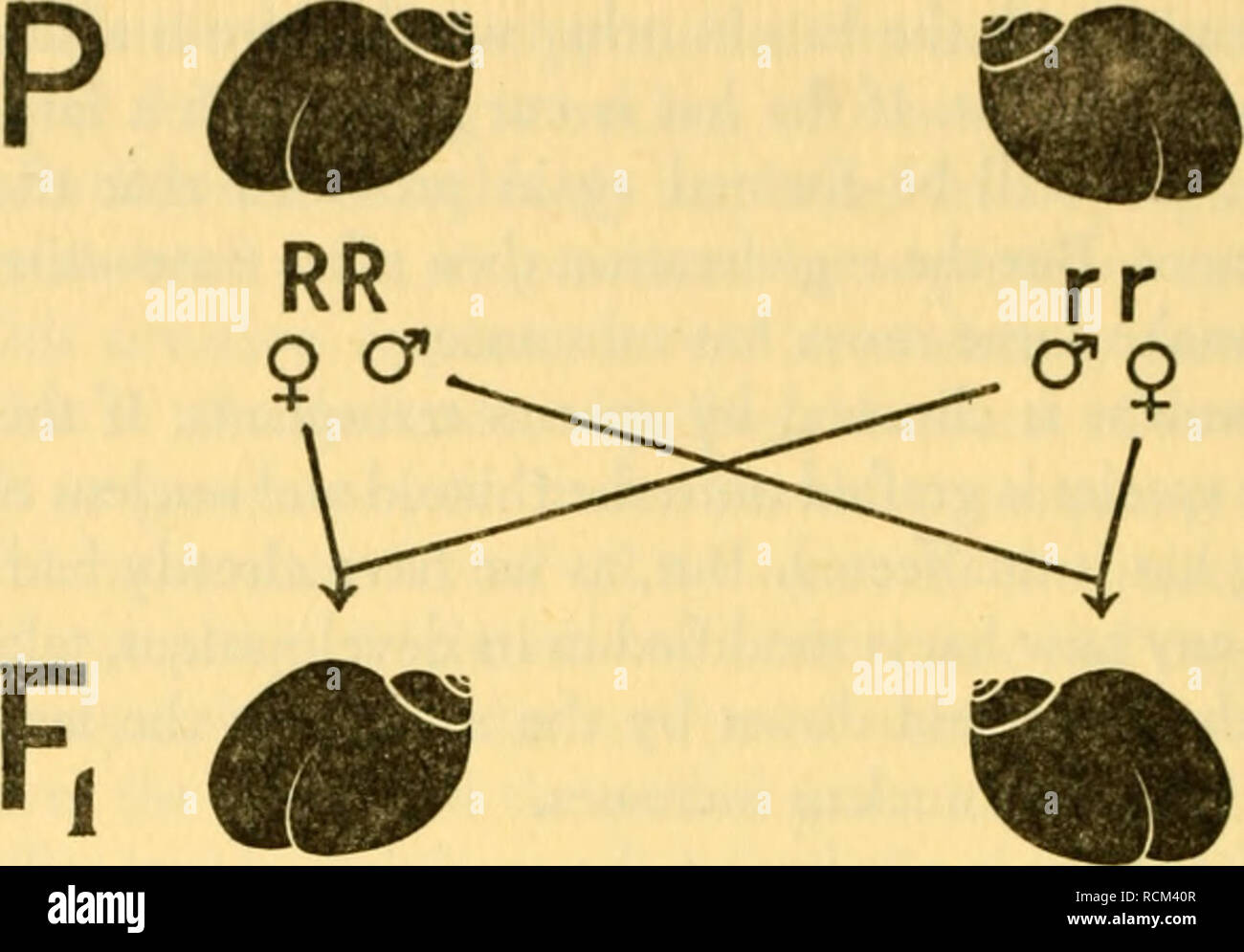 . The elements of genetics. Genetics. COILING RIGHT LEFT. Rr Rr F, lRR+ ...