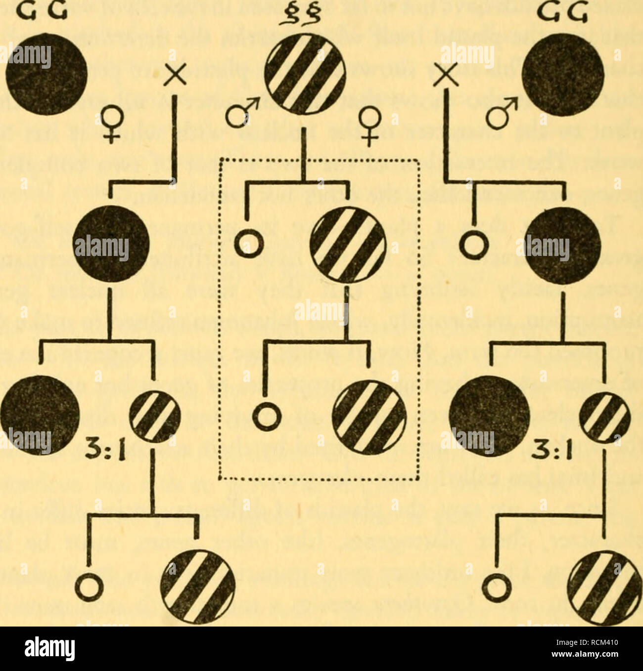 Plastid genetics hi-res stock photography and images - Alamy
