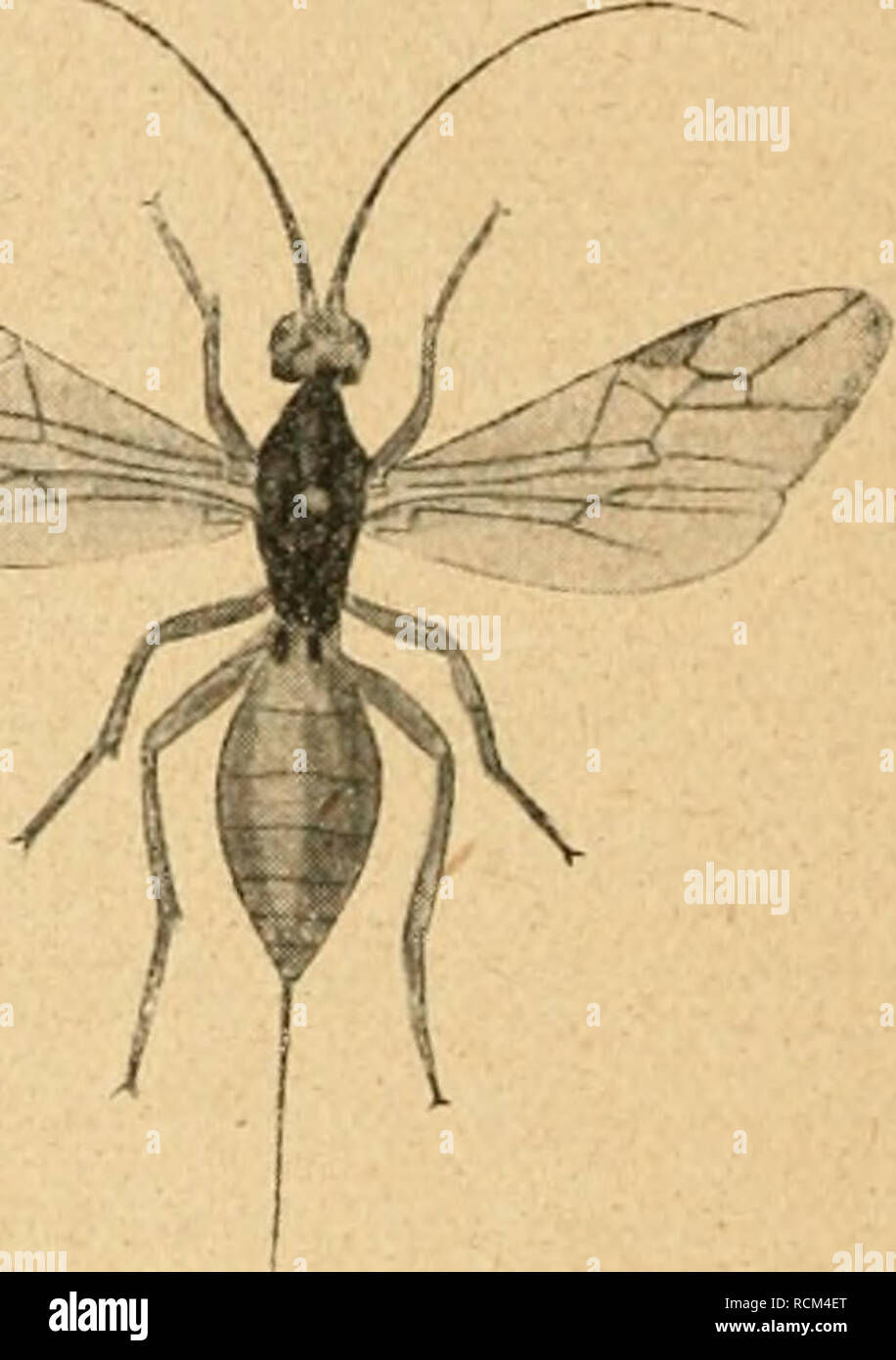 . Die forstinsekten Mitteleuropas. Ein lehr- und handbuch. Trees ...