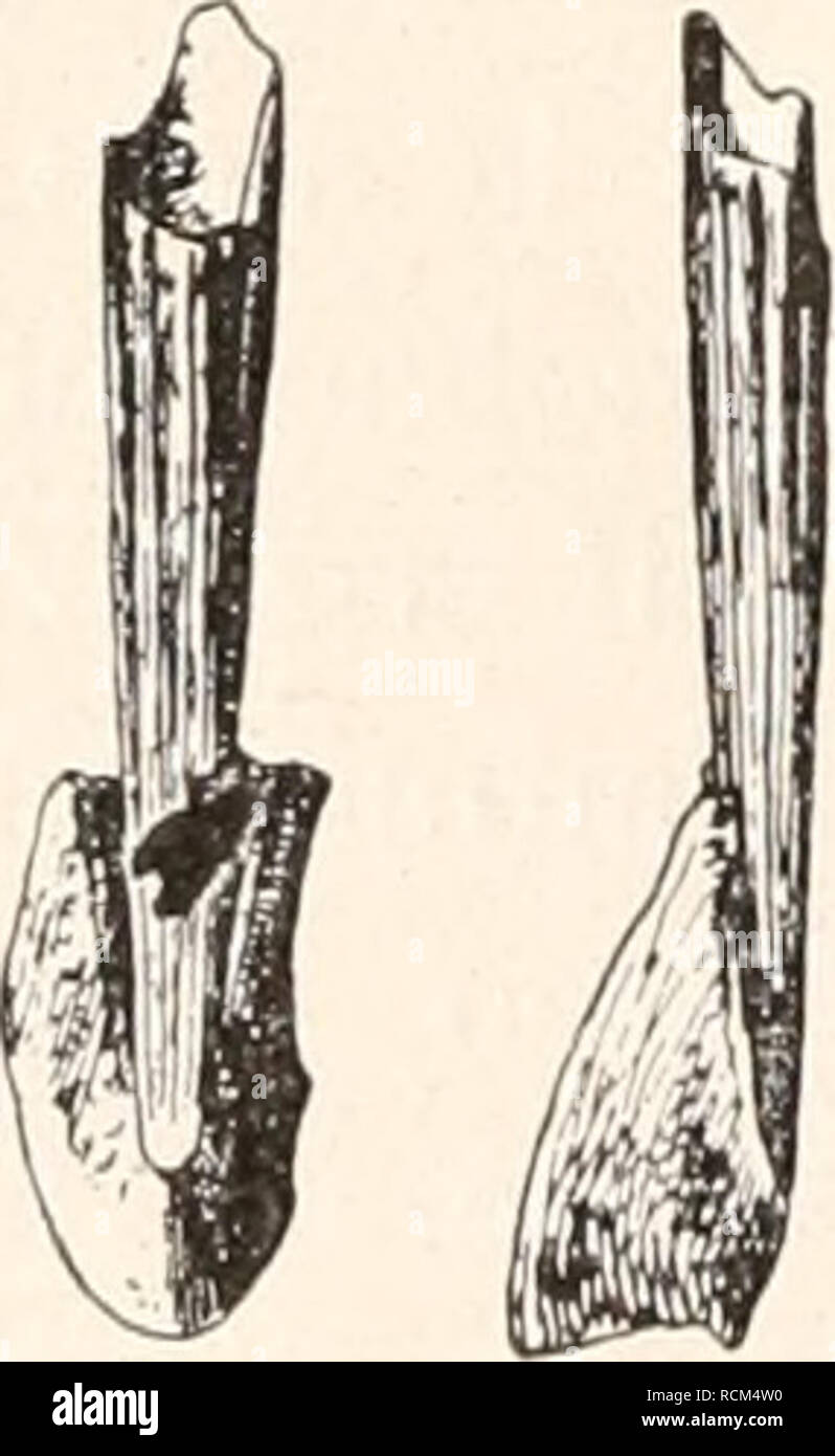 . Die fossilen Tintenfische; eine paläozoologische Monographie ...