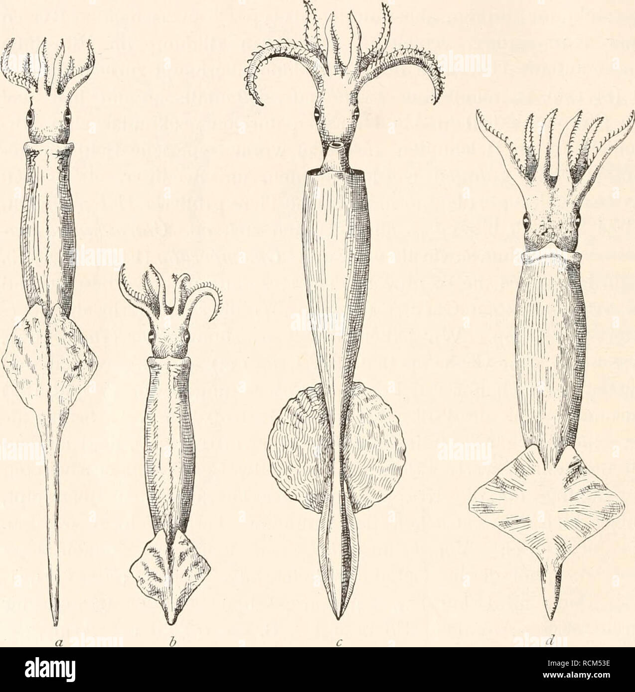 Belemniten hi-res stock photography and images - Alamy