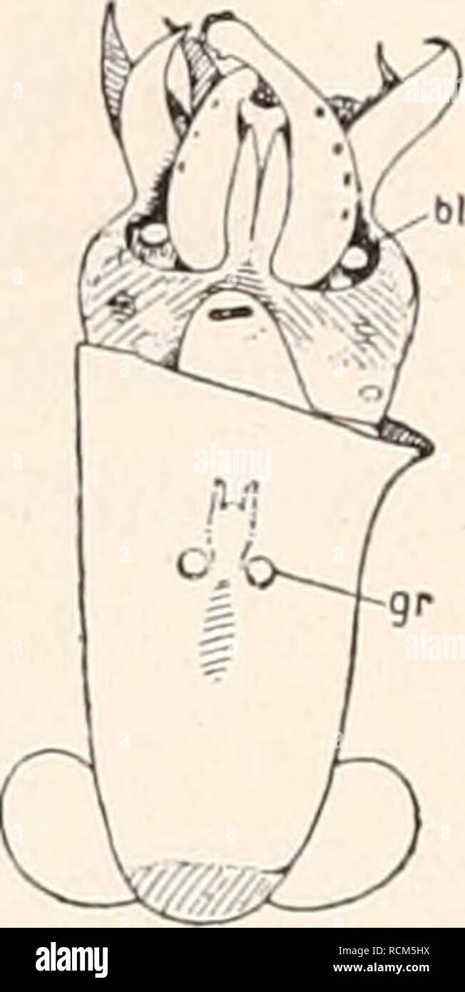 . Die fossilen Tintenfische; eine paläozoologische Monographie ...