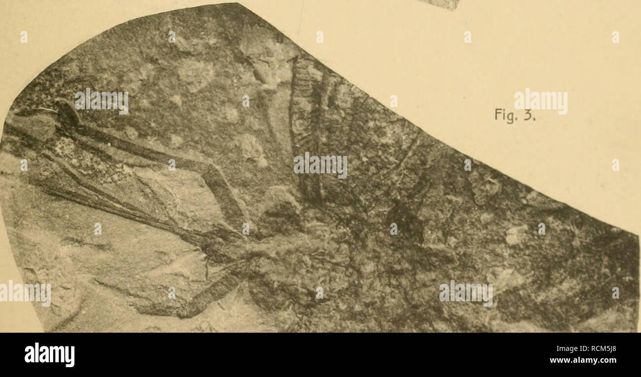 . Die fossilen insekten und die phylogenie der rezenten formen; ein ...