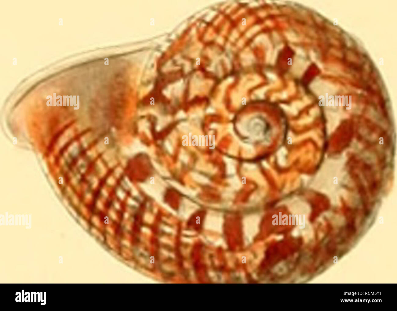 Cyclostomidae hi-res stock photography and images - Alamy