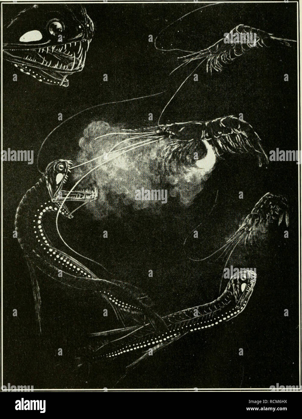 Deep sea shrimp acanthephyra hi-res stock photography and images - Alamy