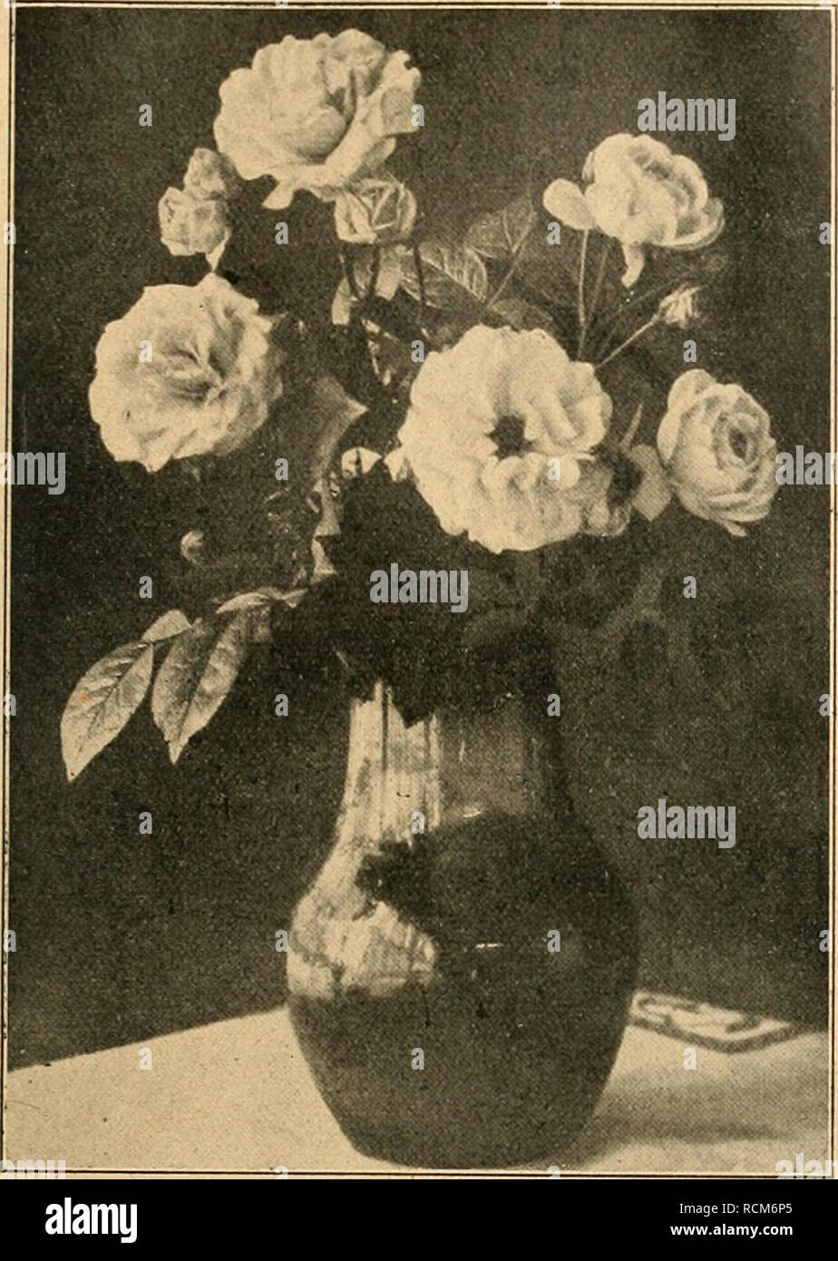 . Die Gartenwelt. Gardening. XXV, 42 Die Gartenwelt. 425. Neuheiten auf ...