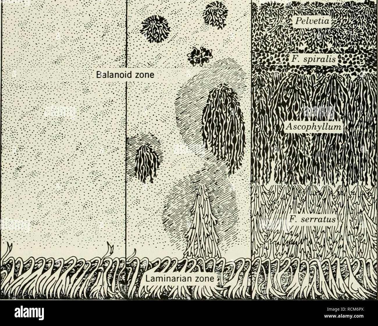 . Elements of ecology. Ecology. Barnacles Slfplunson and Slcphcnson, I ...