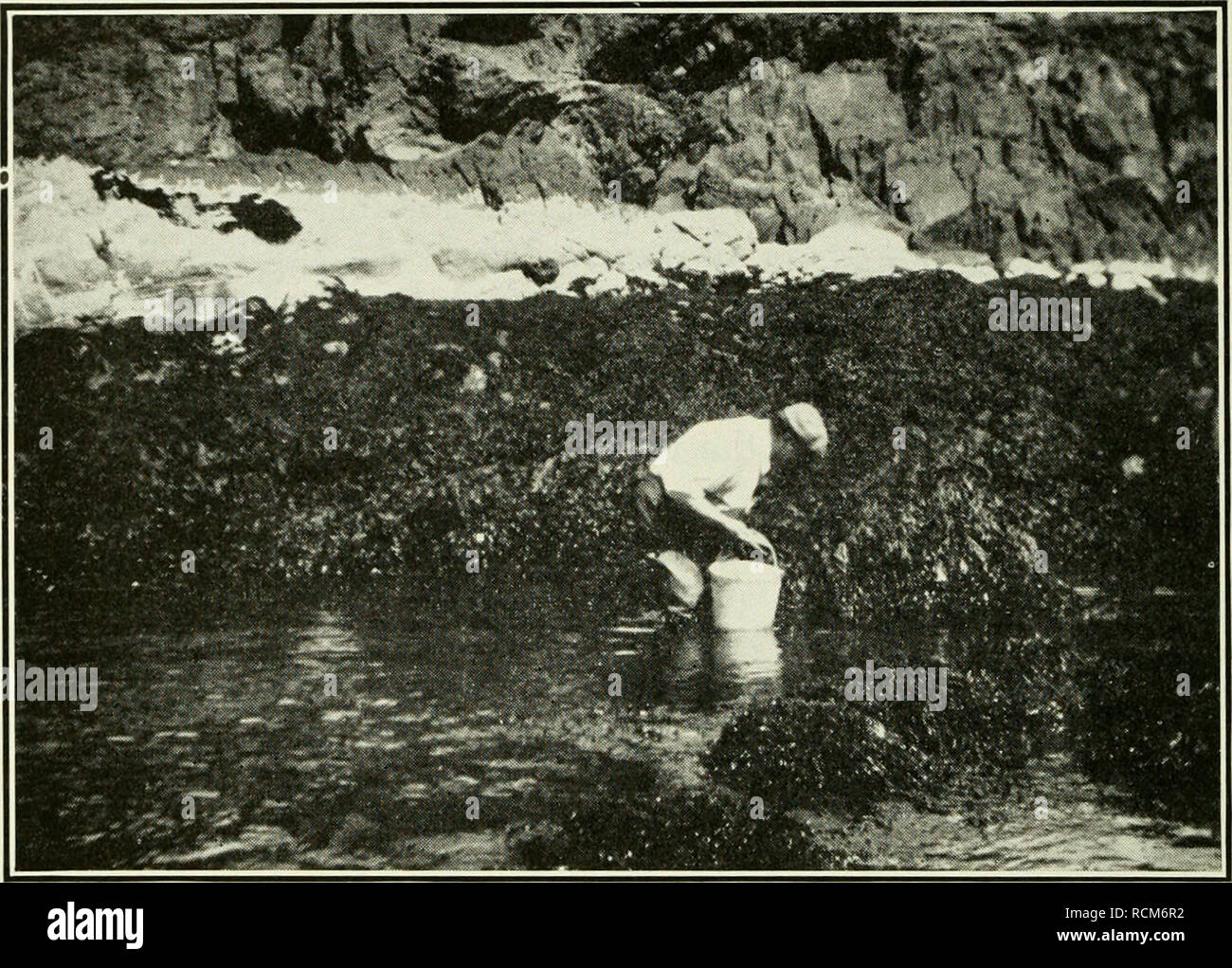 Balanoid zone hi-res stock photography and images - Alamy