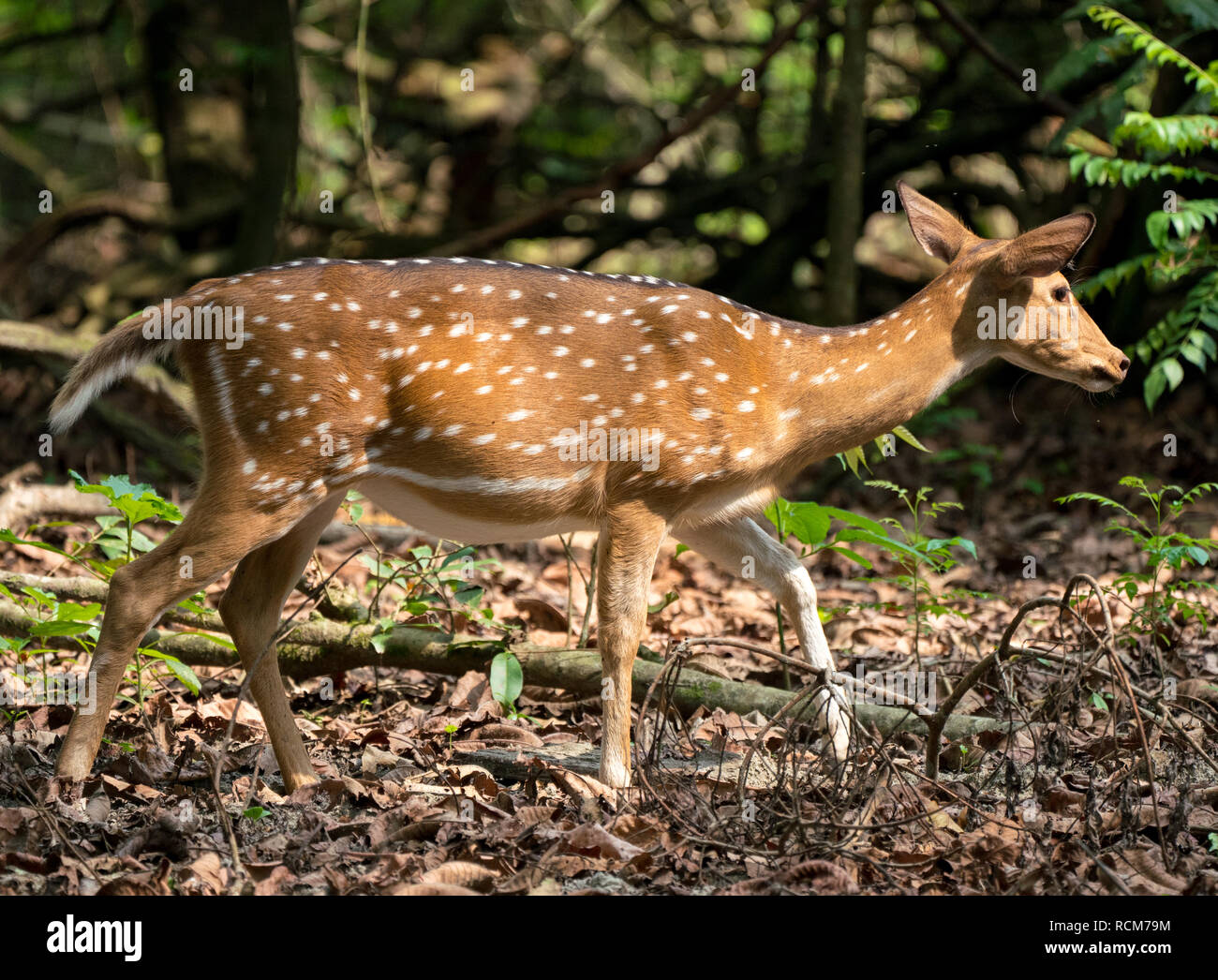 spotted or sika deer in the jungle. Wildlife and animal photo. Japanese ...