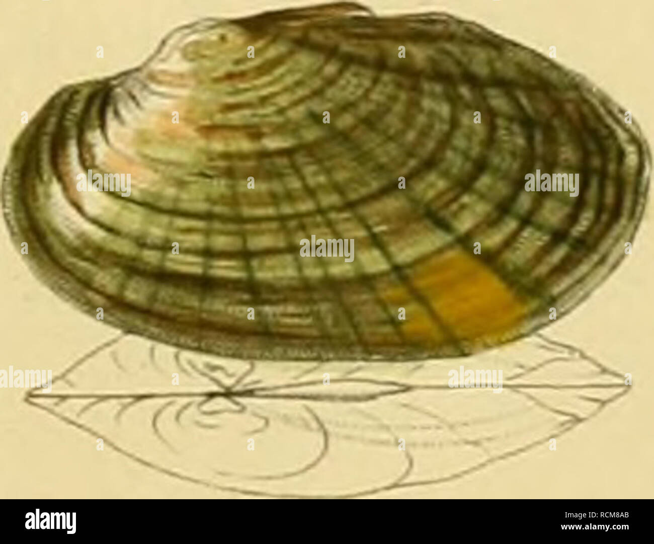 . Die Flussperlmuscheln (Unio et Hyria.) in Abbildungen nach der Natur ...