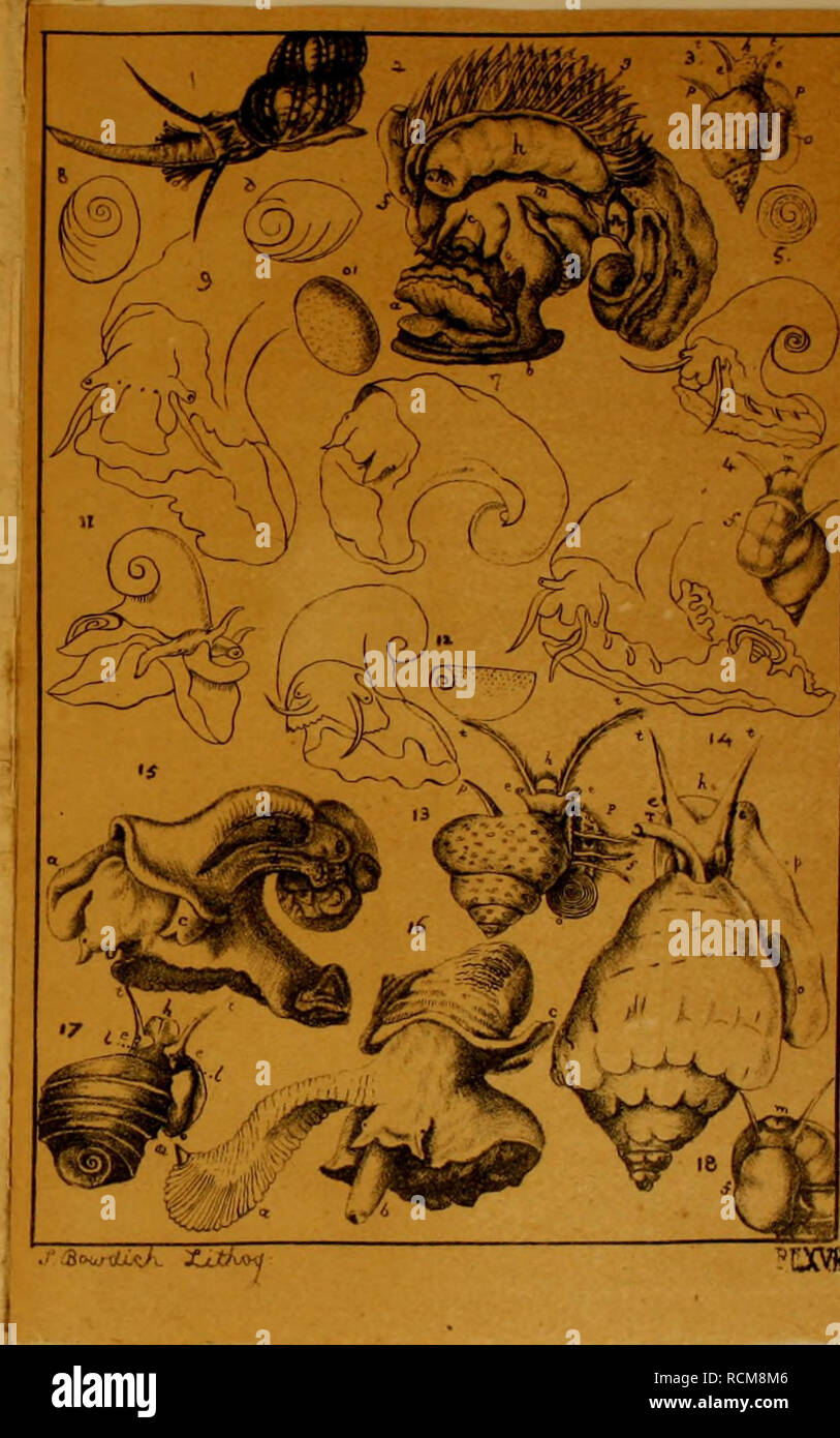 Branchial plates hi-res stock photography and images - Alamy