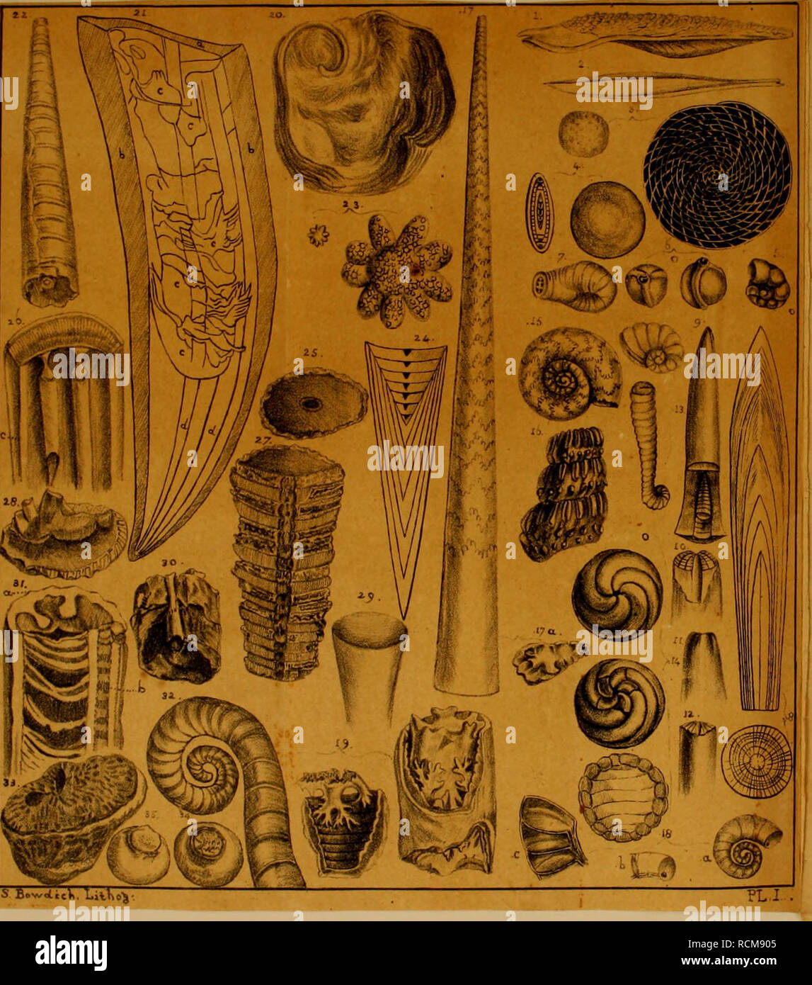 . Elements of conchology, including the fossil genera and the animals ...