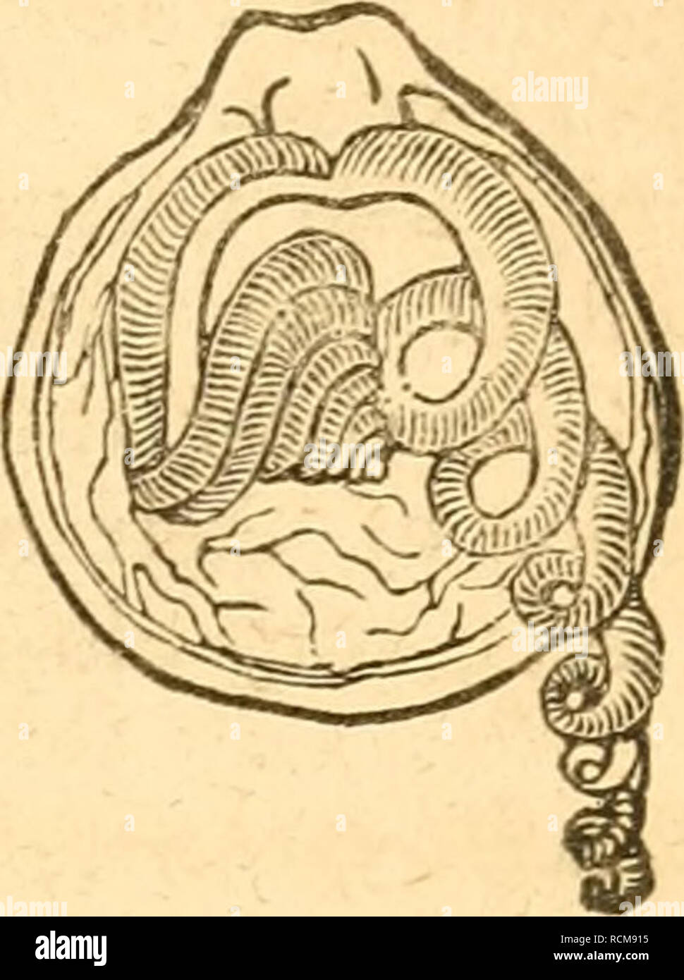 Principal organs of un hi-res stock photography and images - Alamy