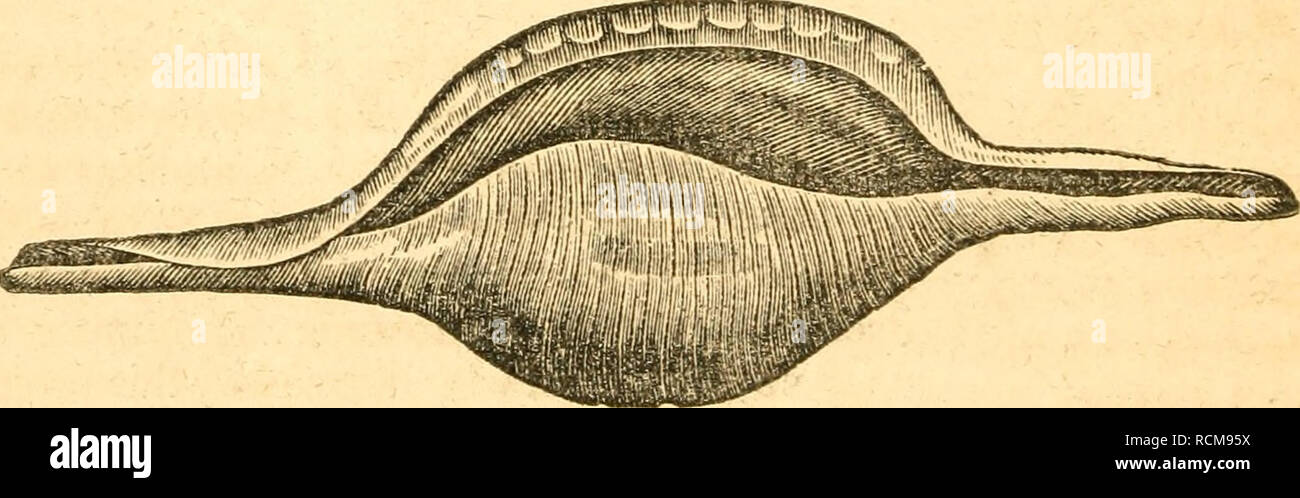 . Elements of conchology / Prepared for the use of schools and colleges ...