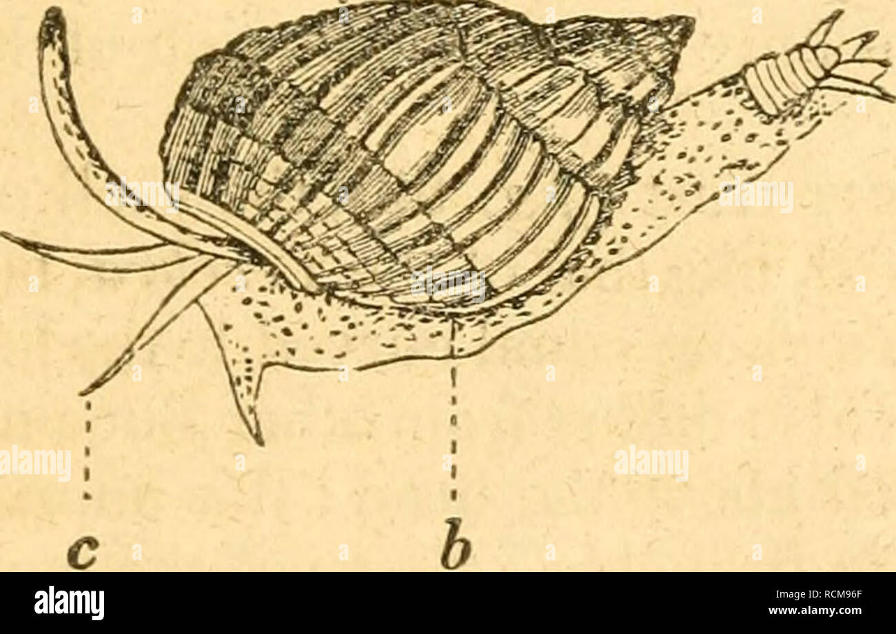 Nassa genus hi-res stock photography and images - Alamy