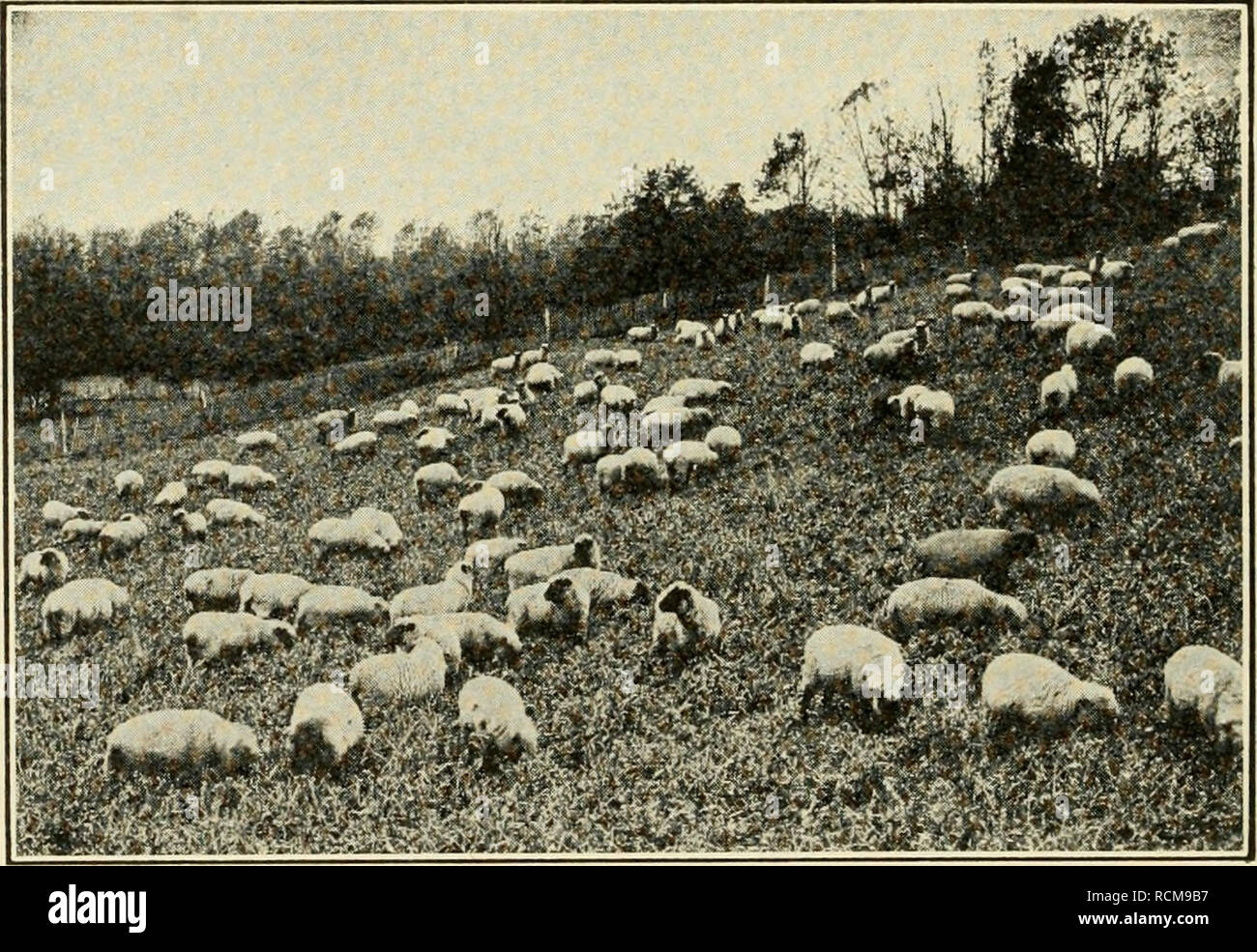 Three sheep heads hi-res stock photography and images - Alamy