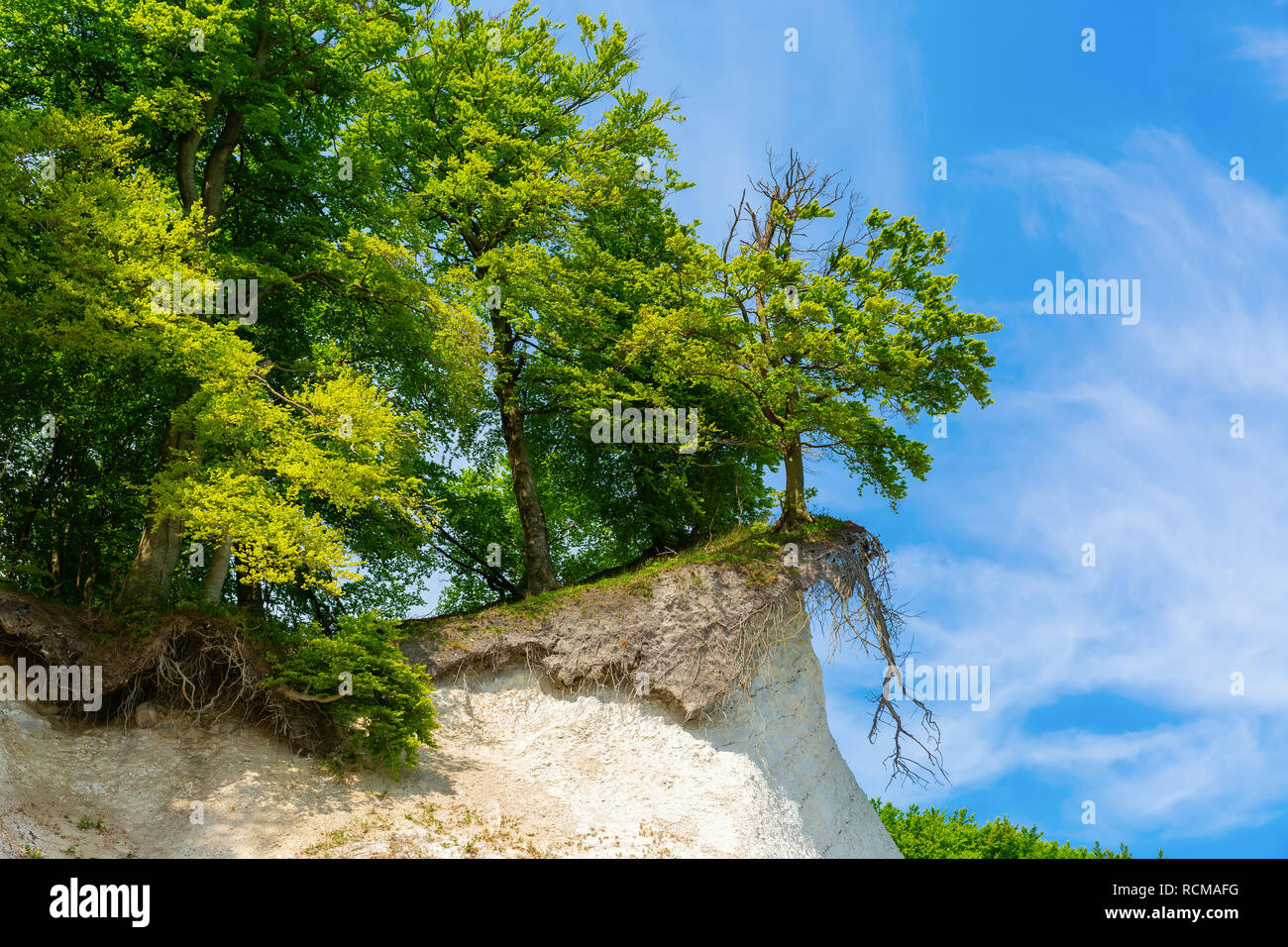 overhanging tree at the chalk cliffs at the Jasmund National Park at ...