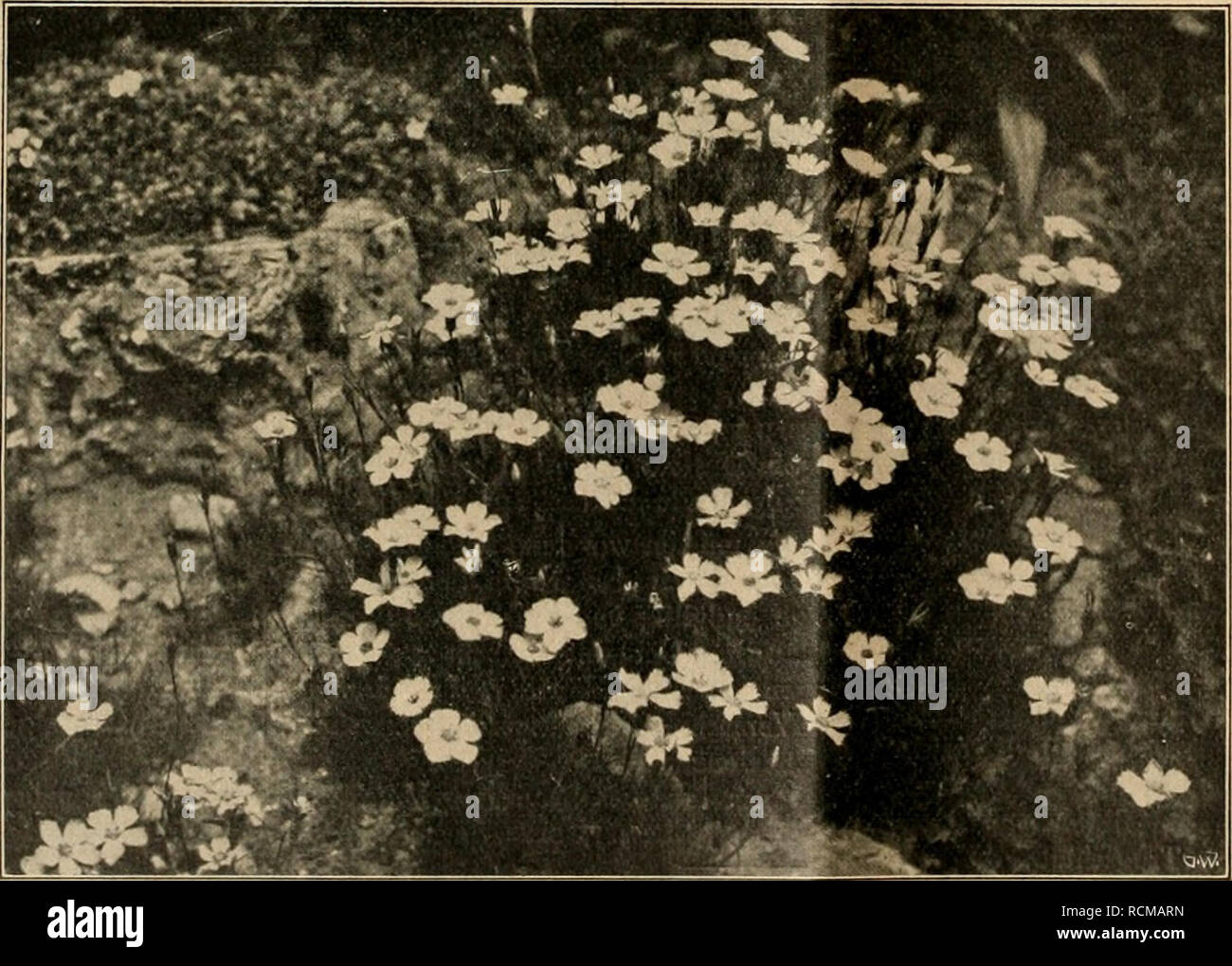 Wilde rassen hi-res stock photography and images - Alamy