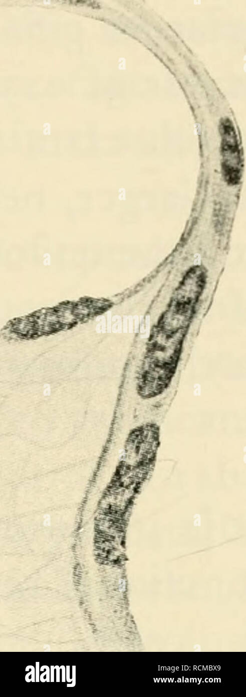 . The elements of experimental embryology. Embryology, Experimental ...
