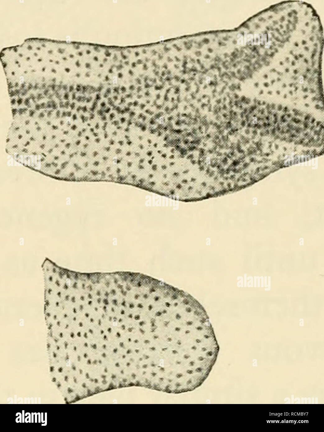 . The elements of experimental embryology. Embryology, Experimental ...