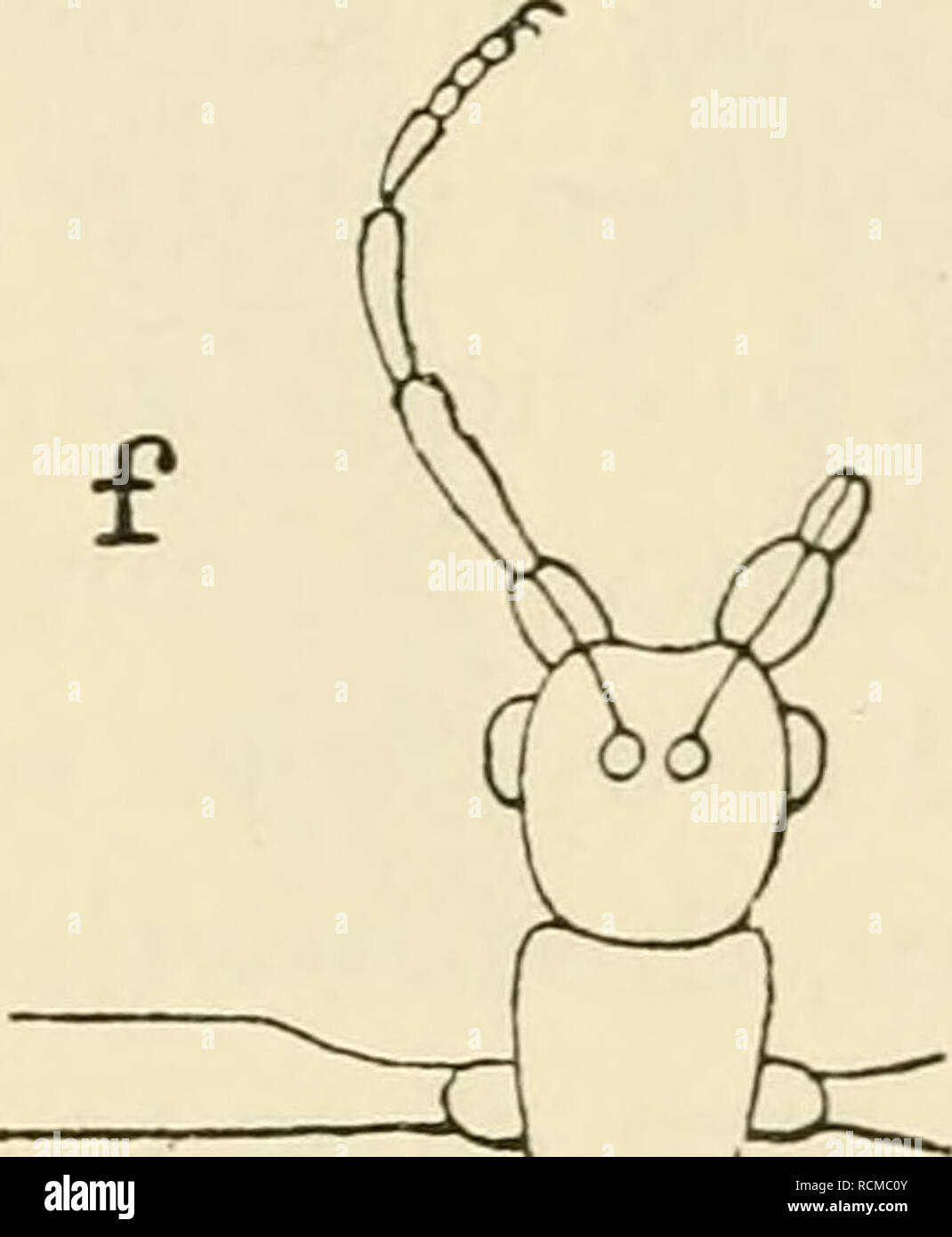. The elements of experimental embryology. Embryology, Experimental ...