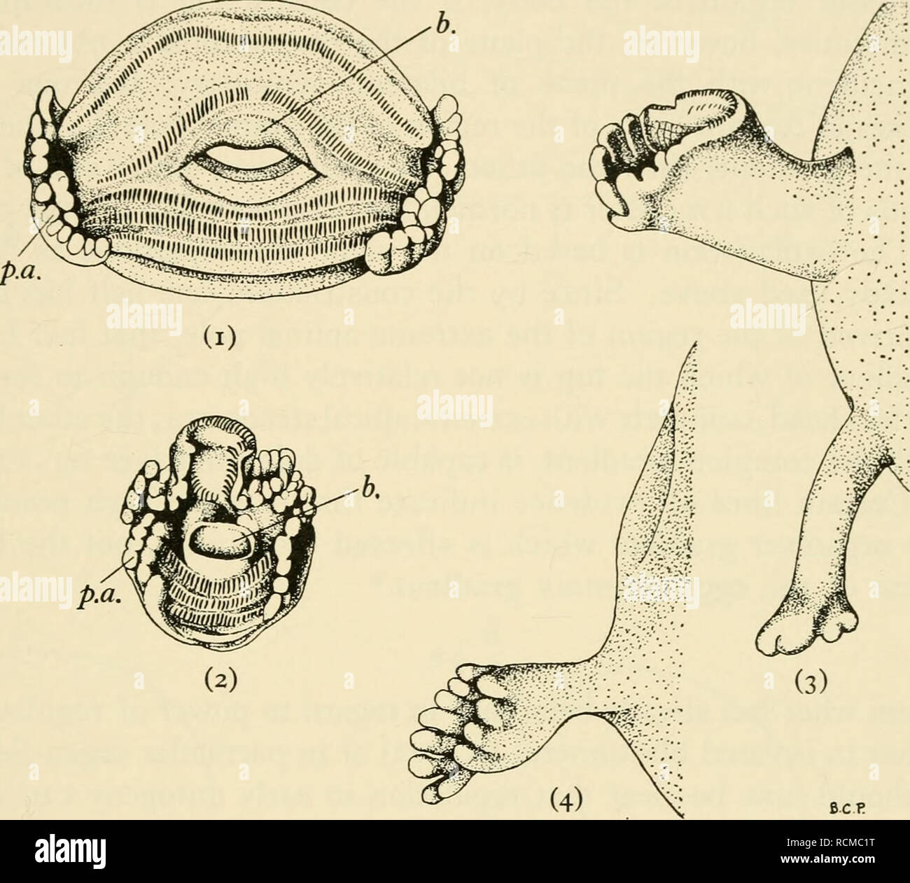 . The elements of experimental embryology. Embryology, Experimental ...