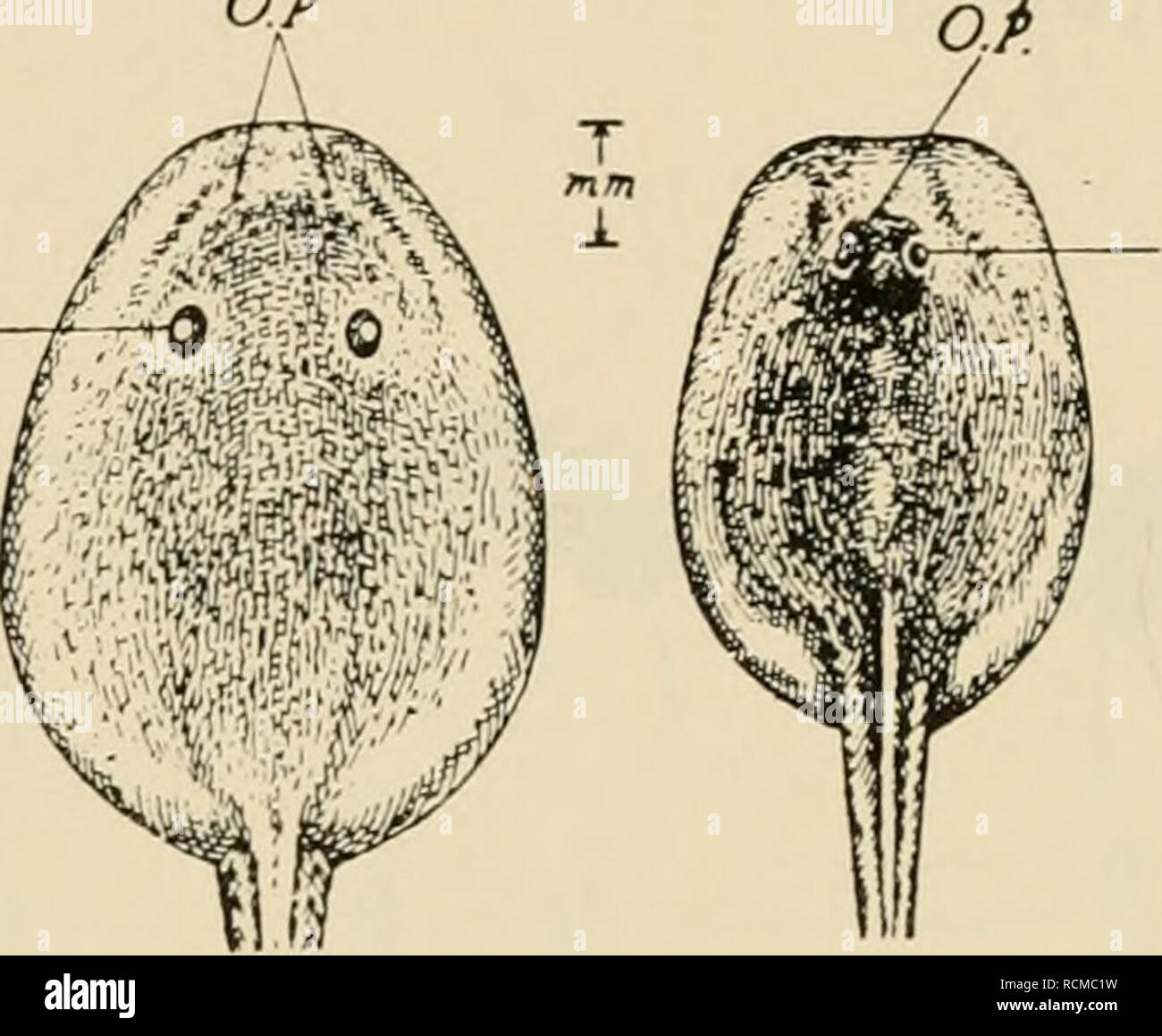 Cyclopia hi-res stock photography and images - Alamy