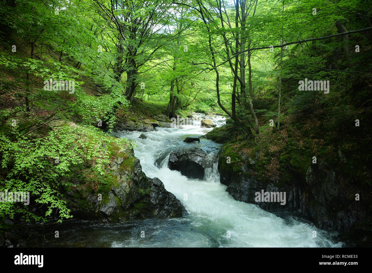 Spring in Old mountain, Central Balkan, Bulgaria Stock Photo - Alamy