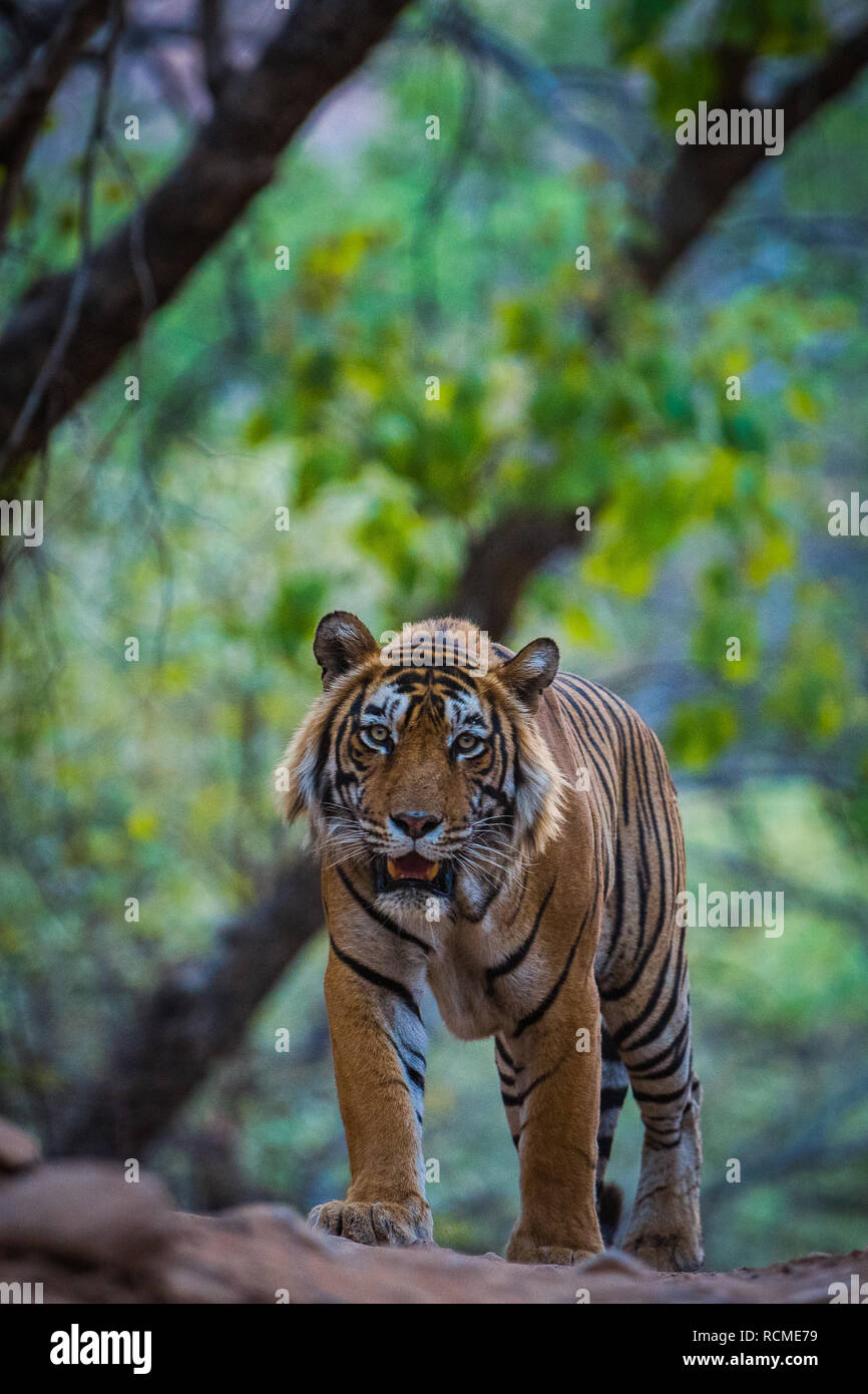 A male tiger after hunting the prey. Blood on his face at Ranthambore ...