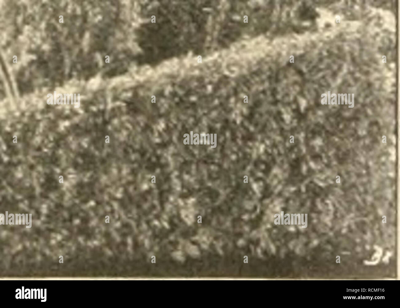 Chamaecyparis lawsoniana erecta viridis hi-res stock photography and ...