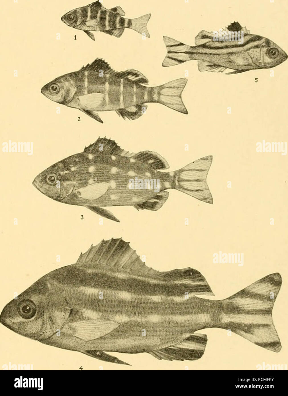 Buton insel hi-res stock photography and images - Alamy