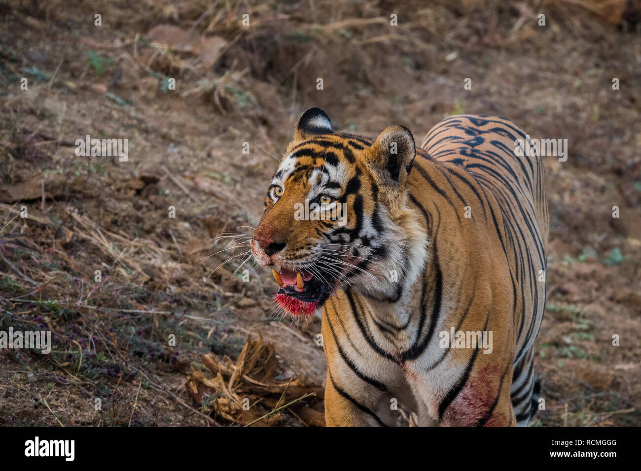 A male tiger after hunting the prey. Blood on his face at Ranthambore ...
