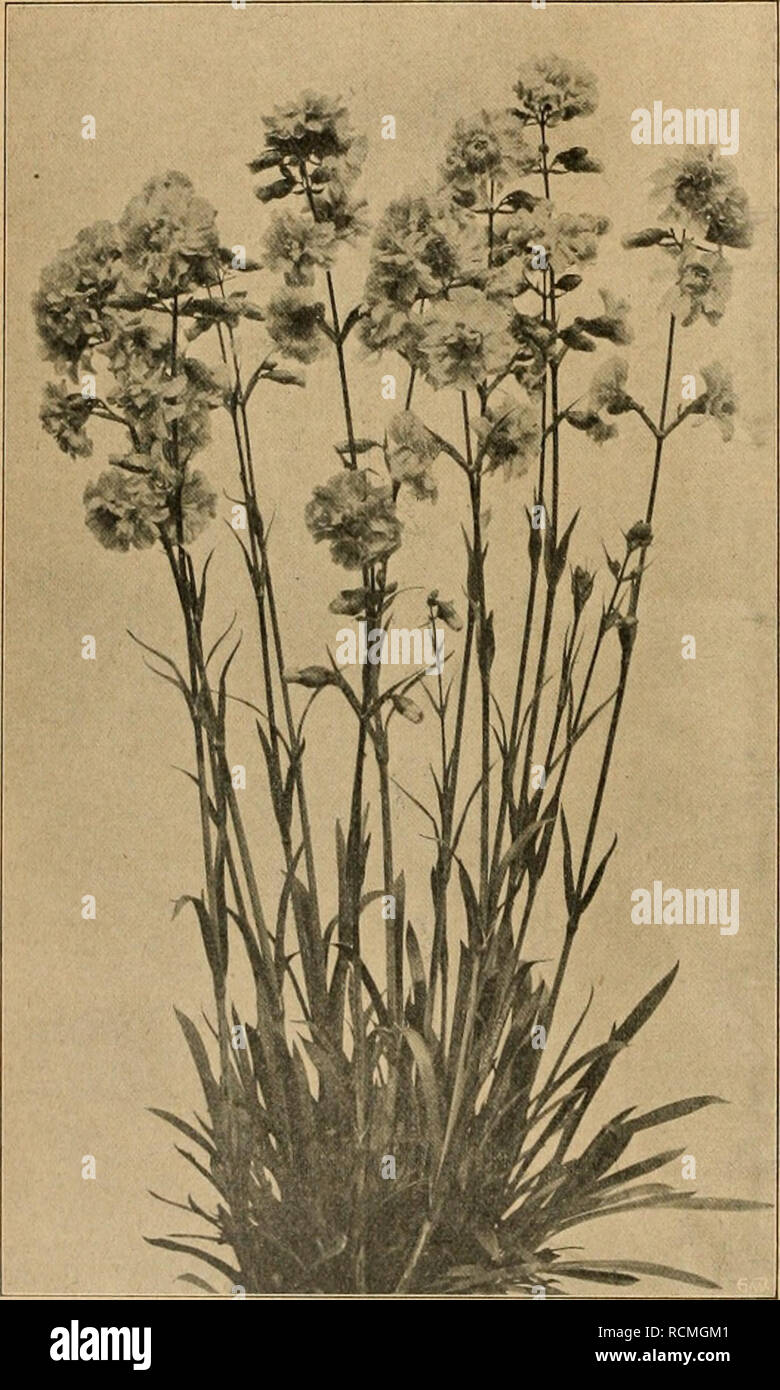 Wilde blattern hi-res stock photography and images - Alamy