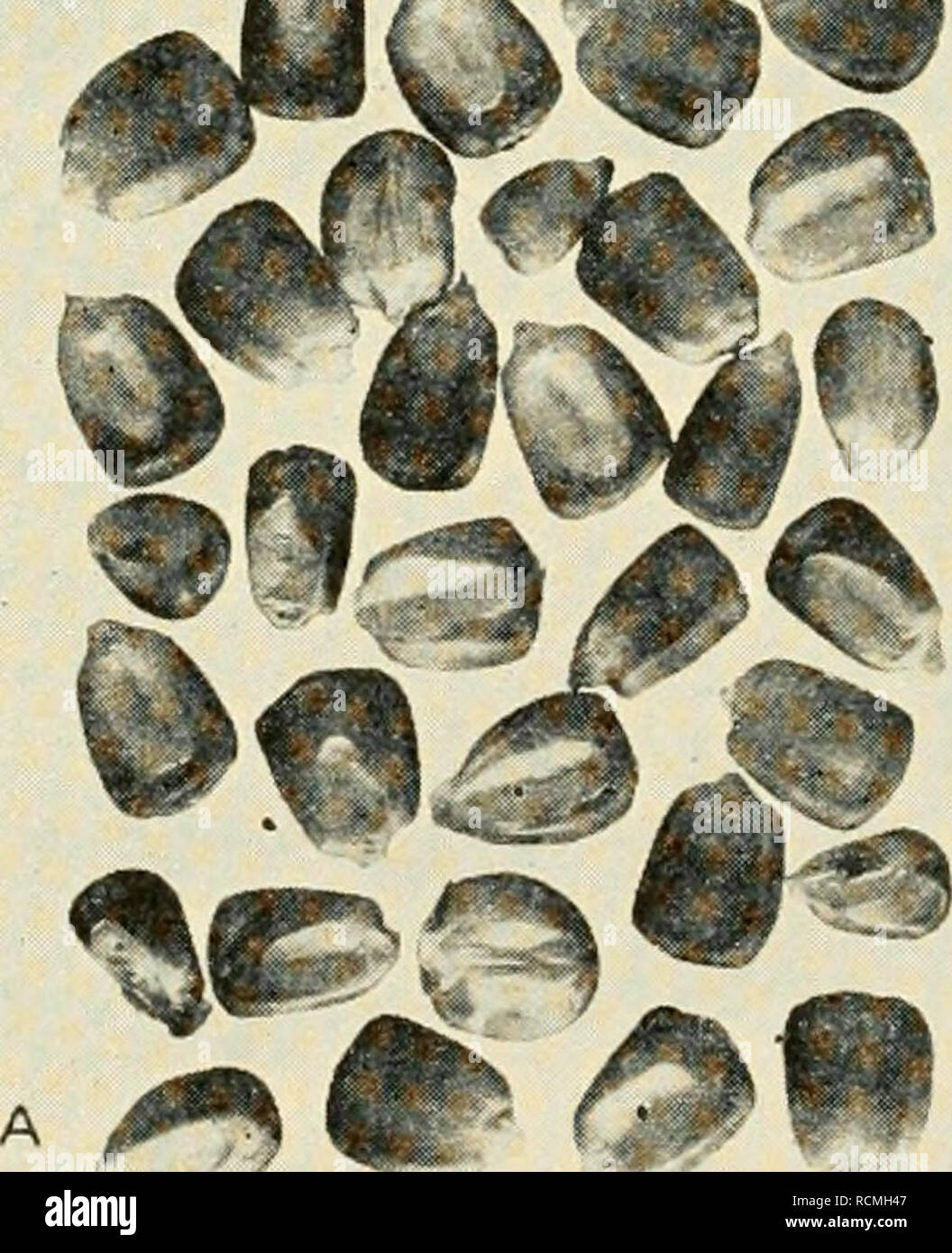 . Elements of farm practice. Agriculture. 70 ELEMENTS OF FARM PRACTICE ...