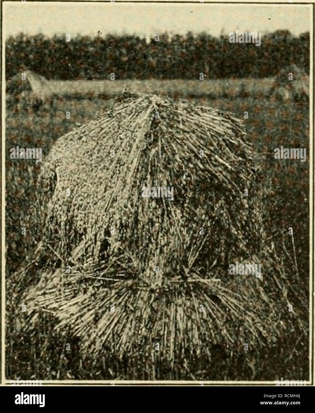 . Elements of farm practice. Agriculture. GRAIN CROPS SZ OATS ...