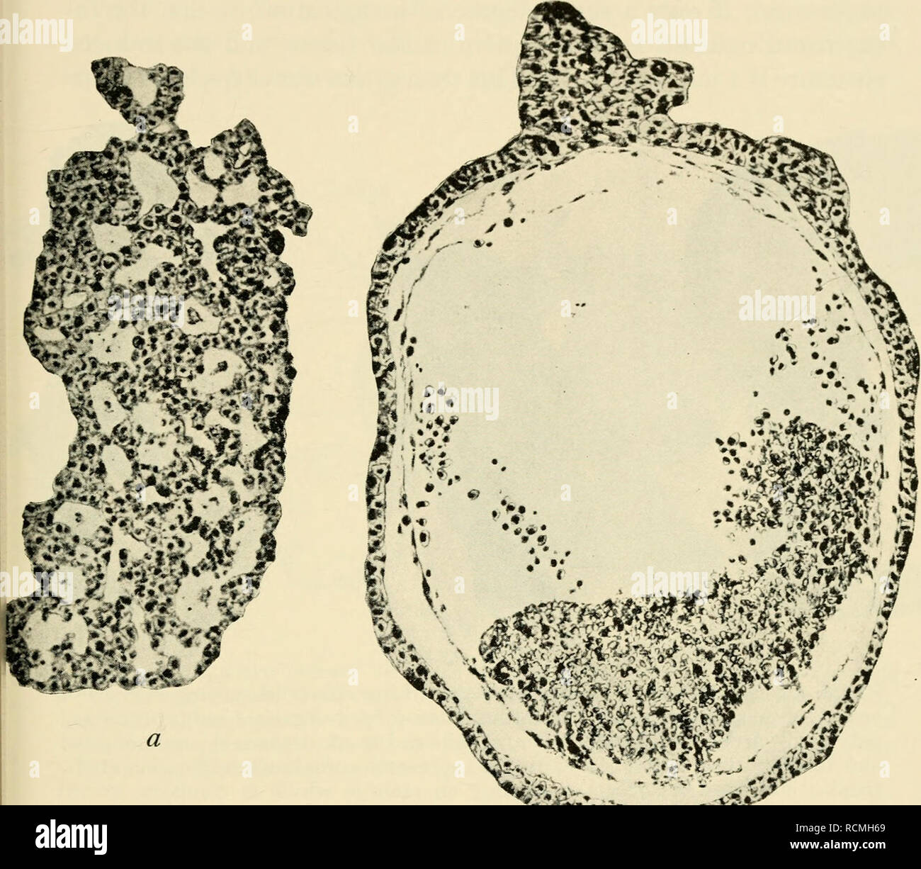 . The elements of experimental embryology. Embryology, Experimental ...