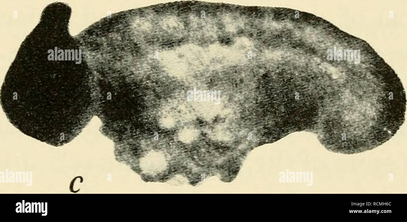 Axolotl Larva High Resolution Stock Photography and Images - Alamy