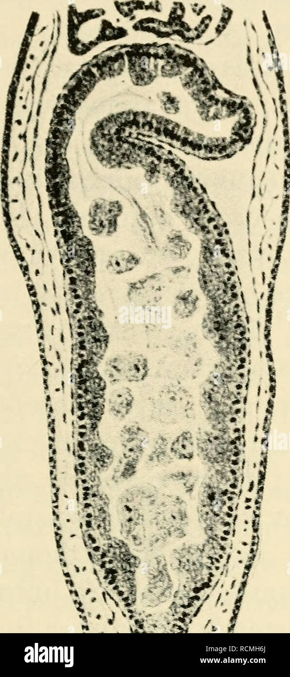 . The elements of experimental embryology. Embryology, Experimental ...
