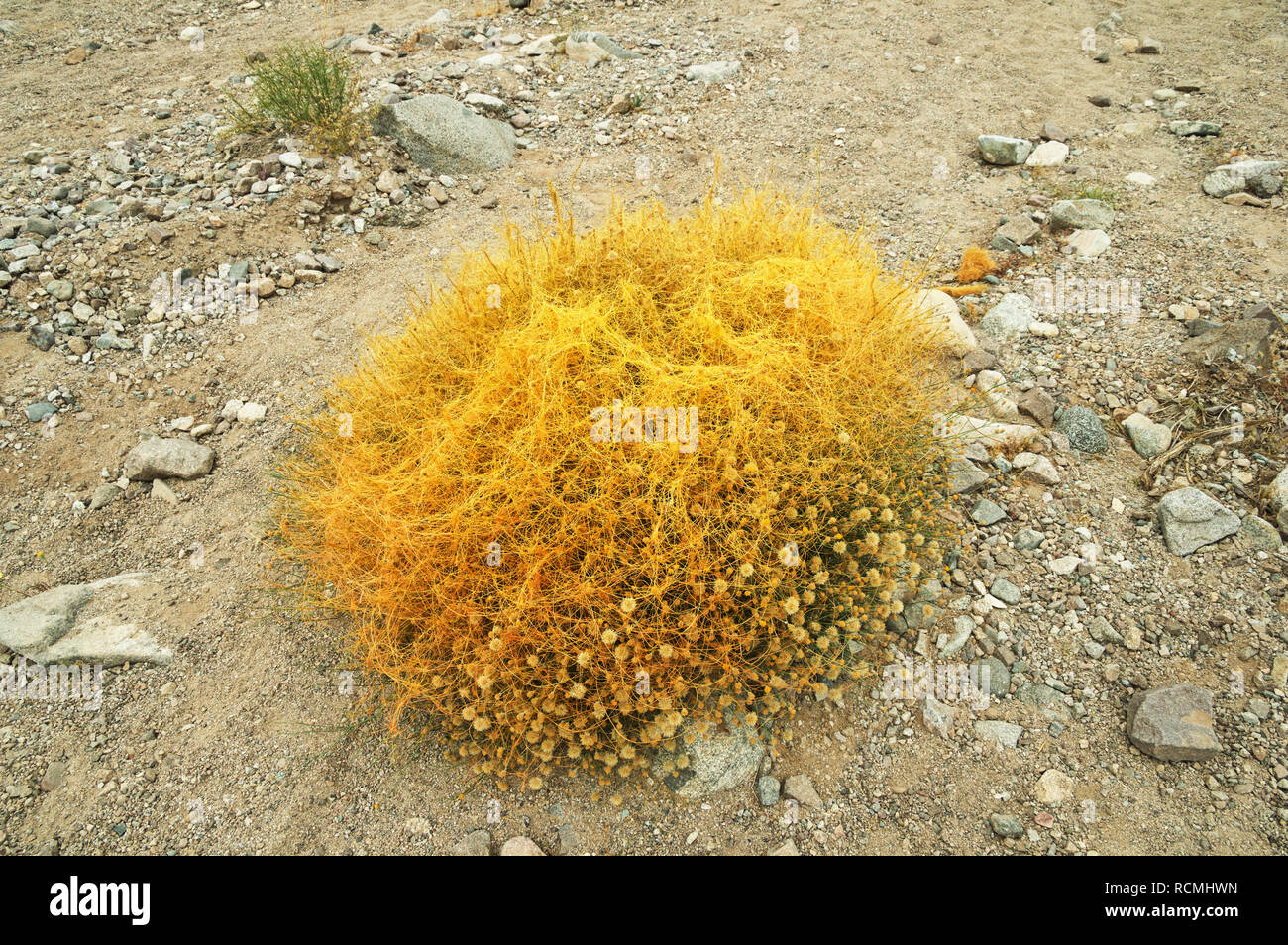 dodder or strangleweed grows all over wildflowers in the mojave desert ...
