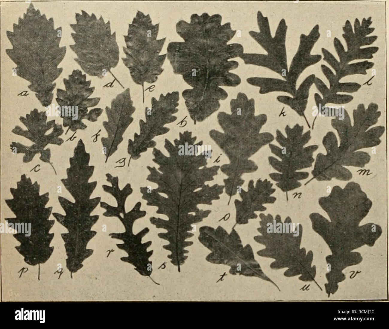 Eichen Arten High Resolution Stock Photography and Images - Alamy