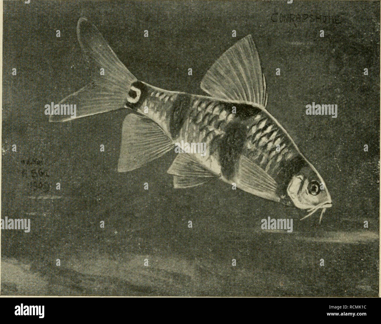 Barbus lateristriga hi-res stock photography and images - Alamy