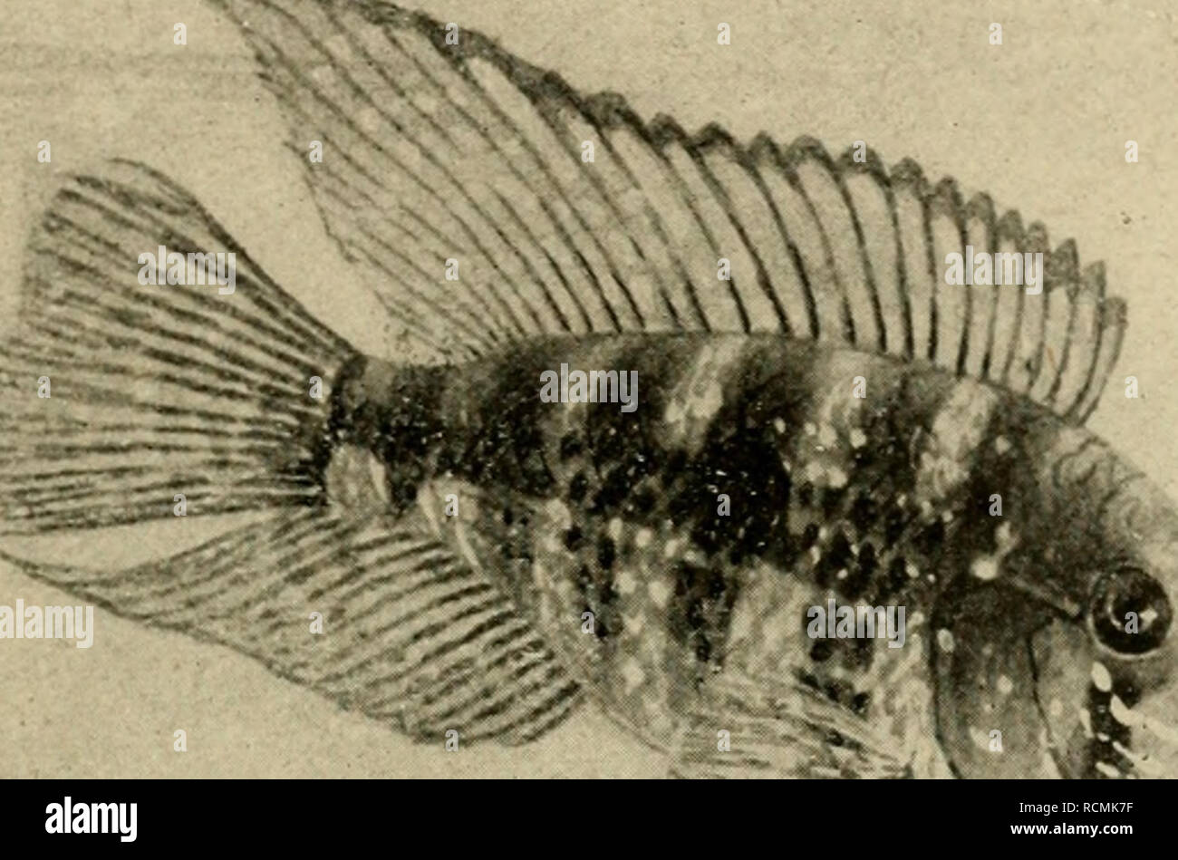 . Die exotischen zierfische in wort und bild. Ornamental fishes; Fish ...