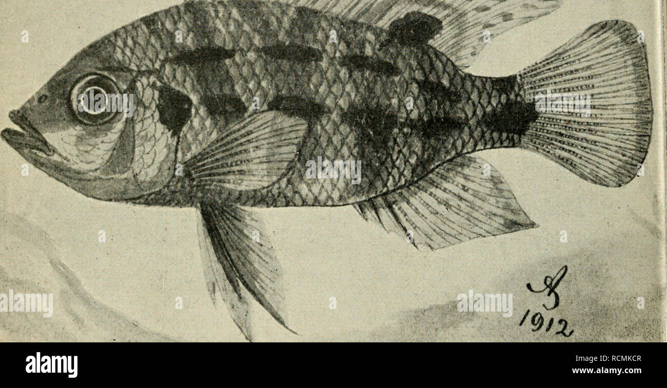 Tilapia zilli fish hi-res stock photography and images - Alamy