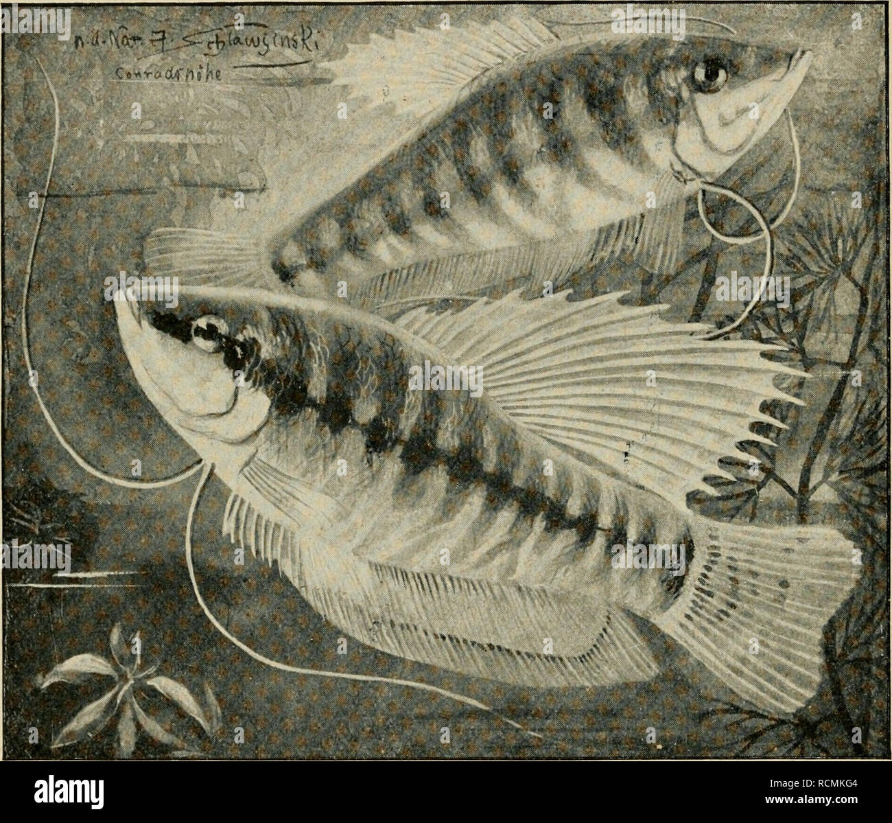 Kor fish hi-res stock photography and images - Alamy