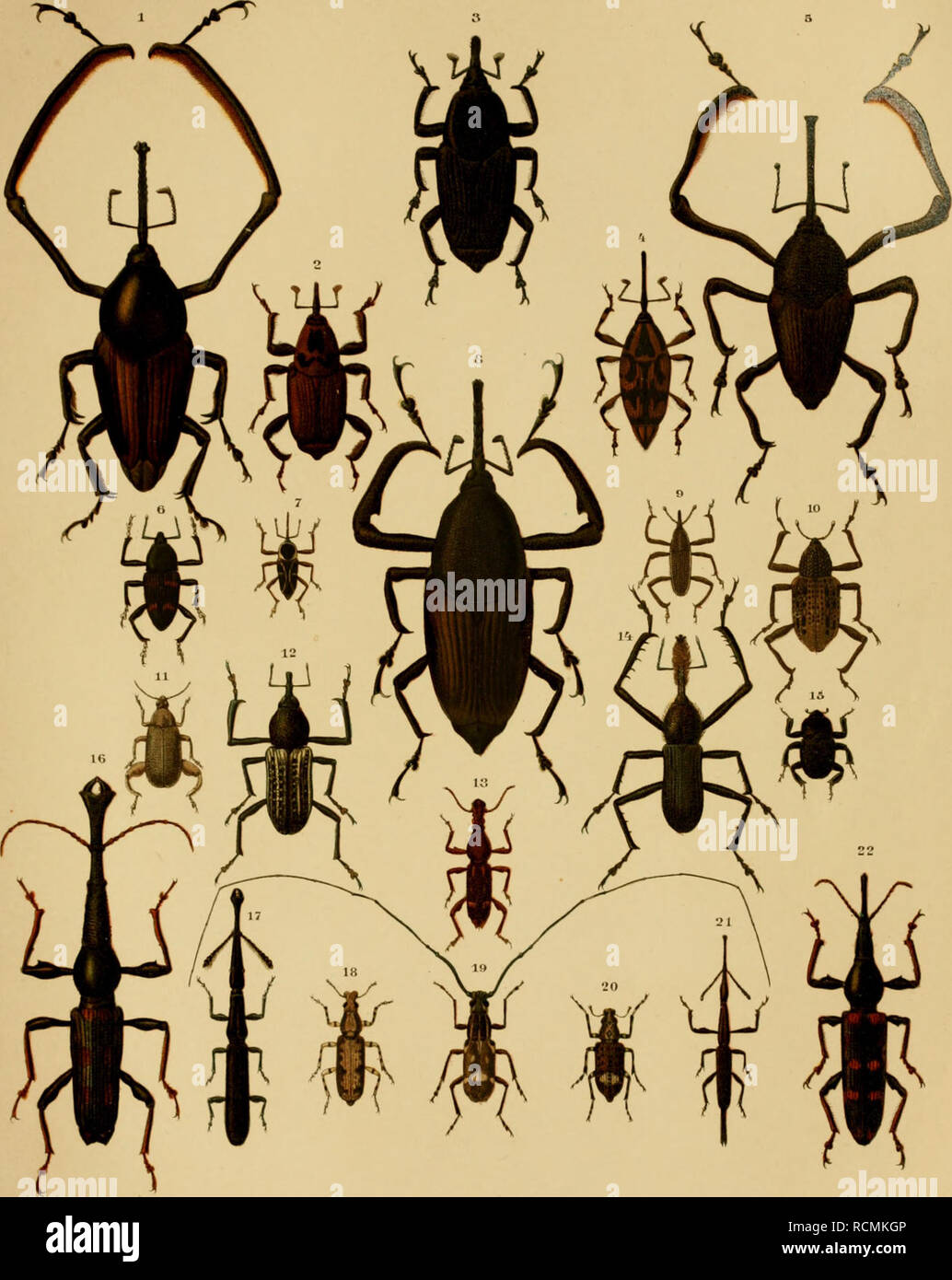 F palmarum hi-res stock photography and images - Alamy