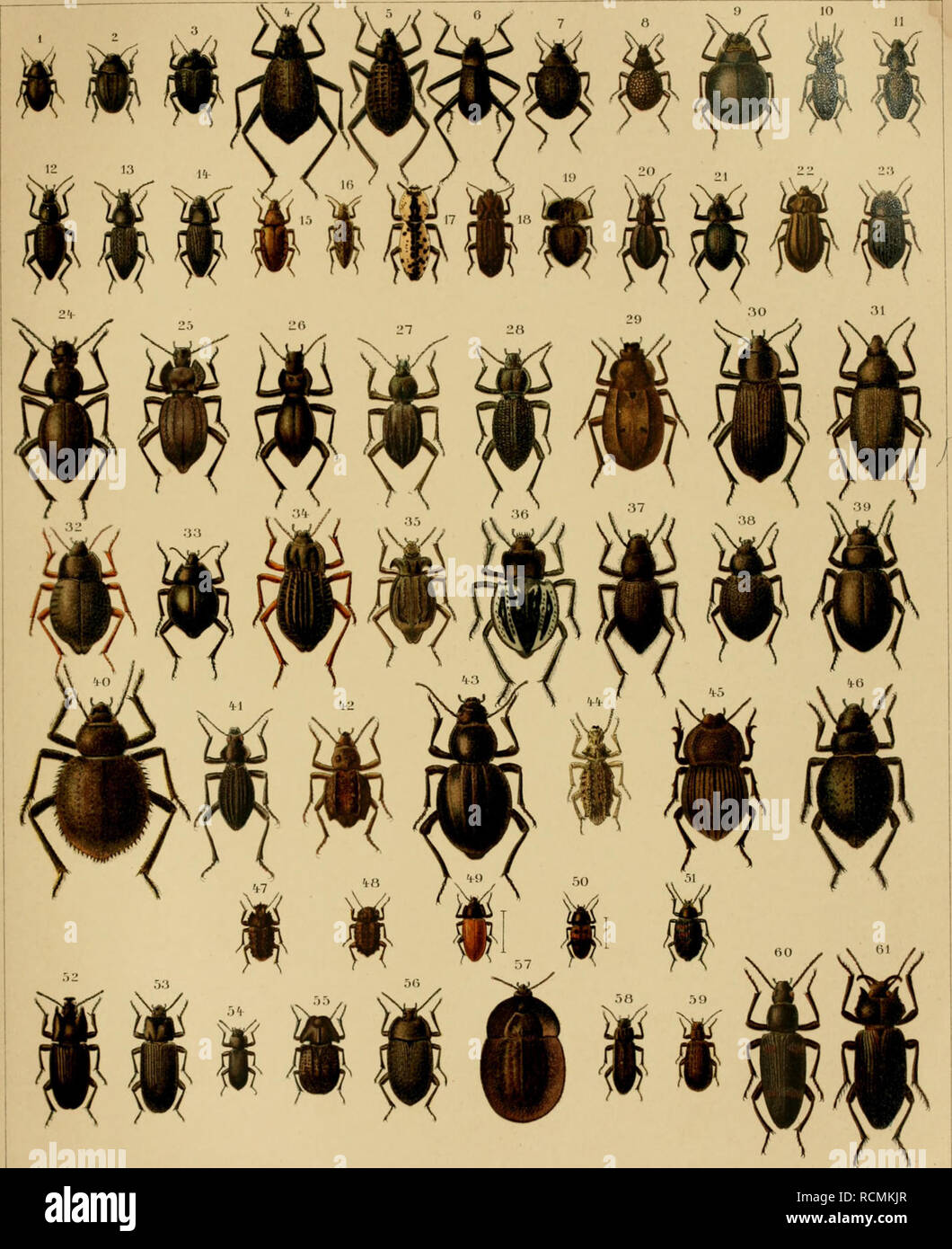 Zopherus nodulosus hi-res stock photography and images - Alamy